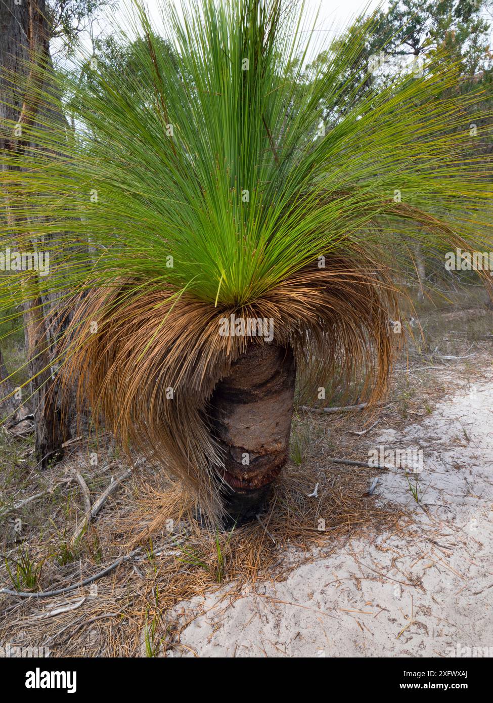 Xanthorrhoea australis hi-res stock photography and images - Alamy
