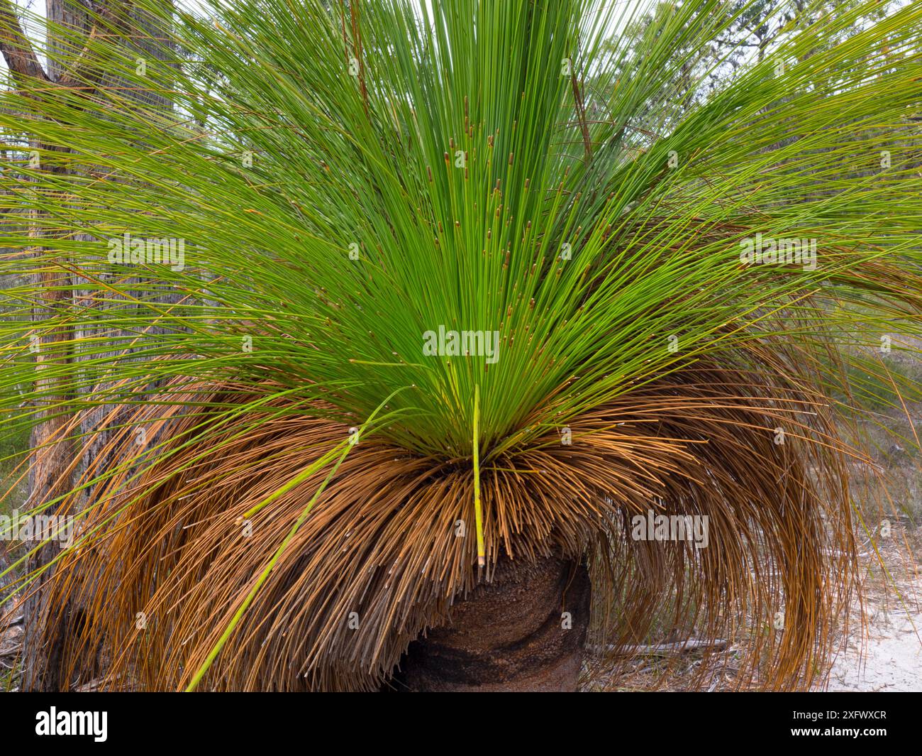 Xanthorrhoea australis hi-res stock photography and images - Alamy