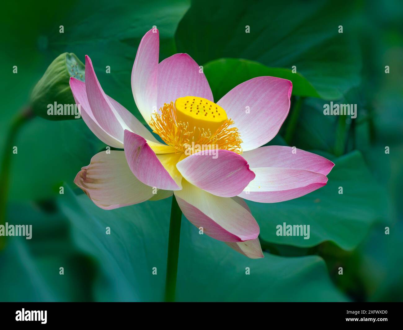 Indian lotus (Nelumbo nucifera) close up of flower, Melbourne Botanic ...