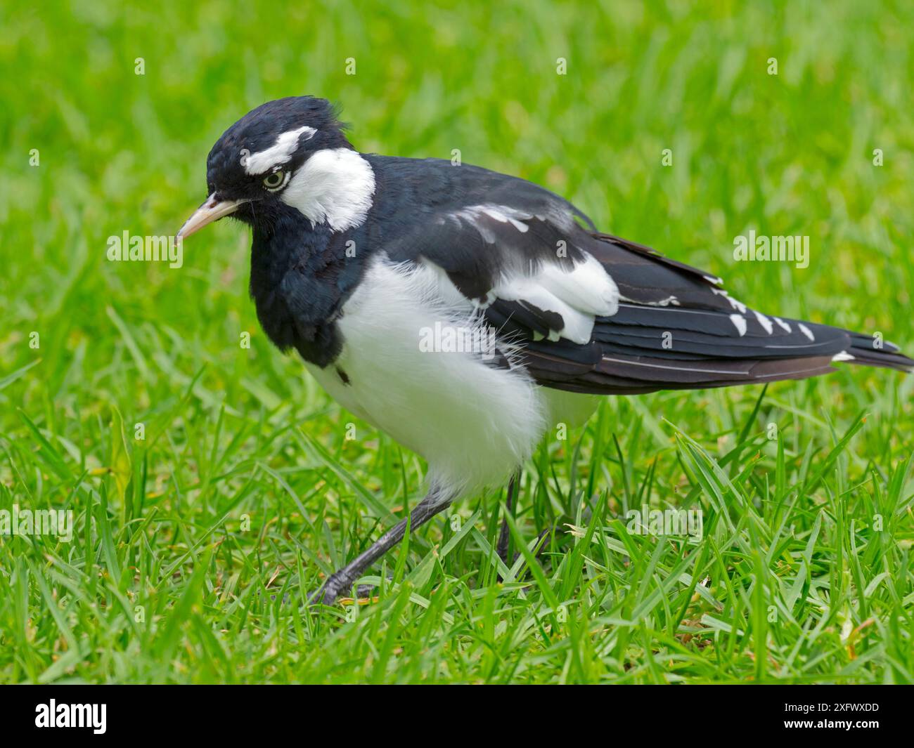 Magpie-lark (Grallina cyanoleuca) Melbourne Botanic Garden, Victoria ...