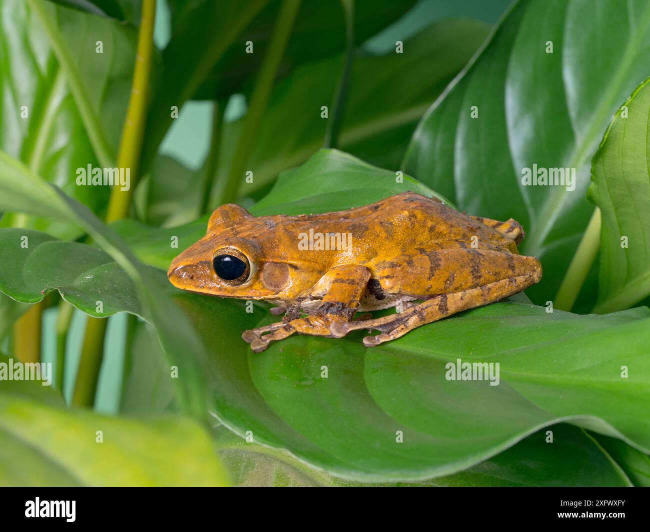Panamanian golden frog (Atelopus zeteki) captive. Extinct in the wild ...