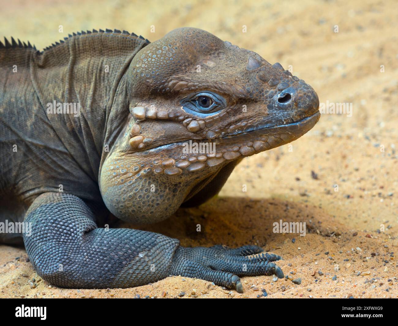 Rhinoceros iguana (Cyclura cornuta) captive, occurs in the Caribbean ...