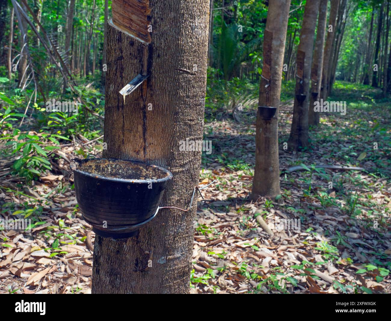 Rubber tree (Hevea brasiliensis) tapping with bucket full of latex ...