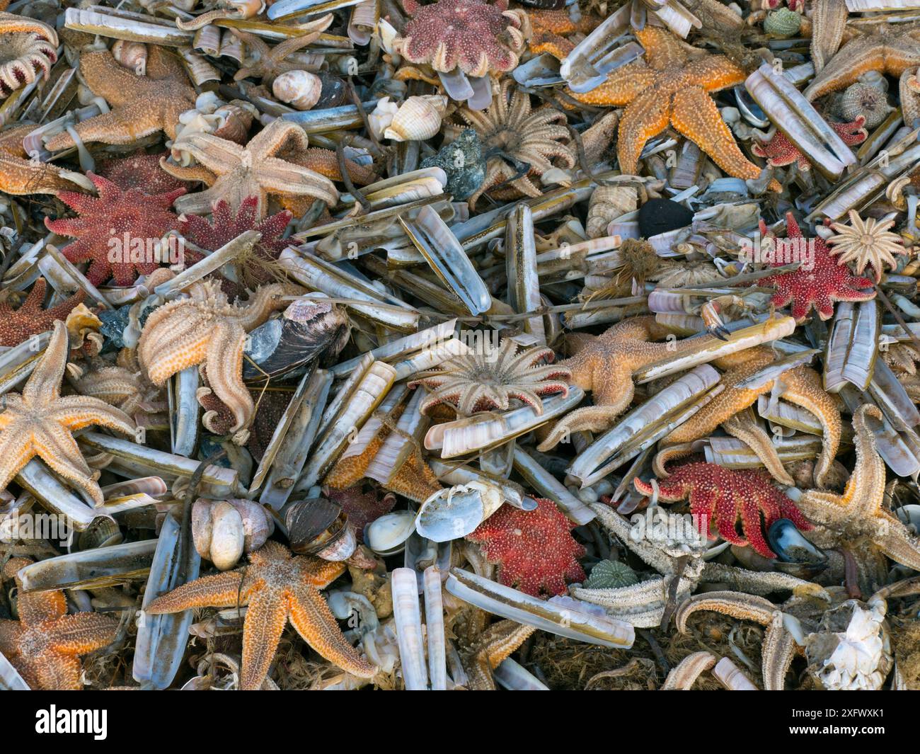Large amounts of sea life including Common starfish (Asterias rubens ...