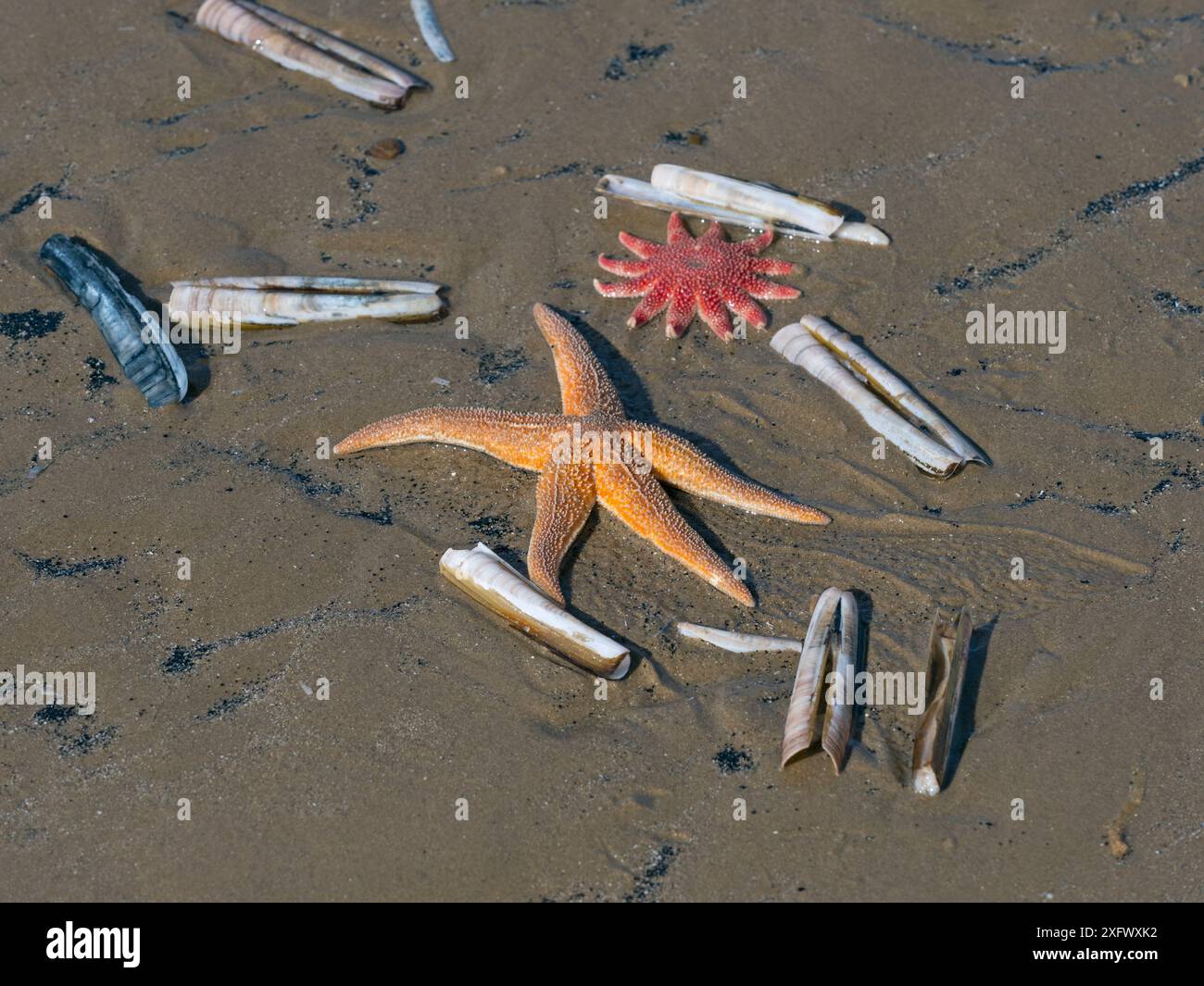 Common starfish (Asterias rubens) with Razor shells (Ensis) and Common ...