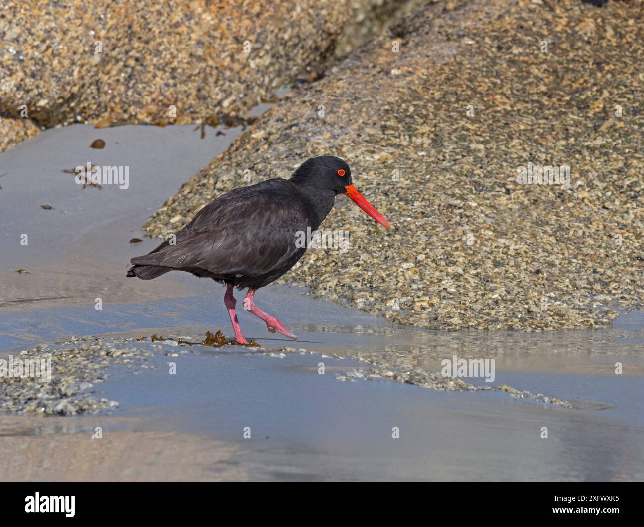 Sooty oystercatcher haematopus fuliginosus hi-res stock photography and ...