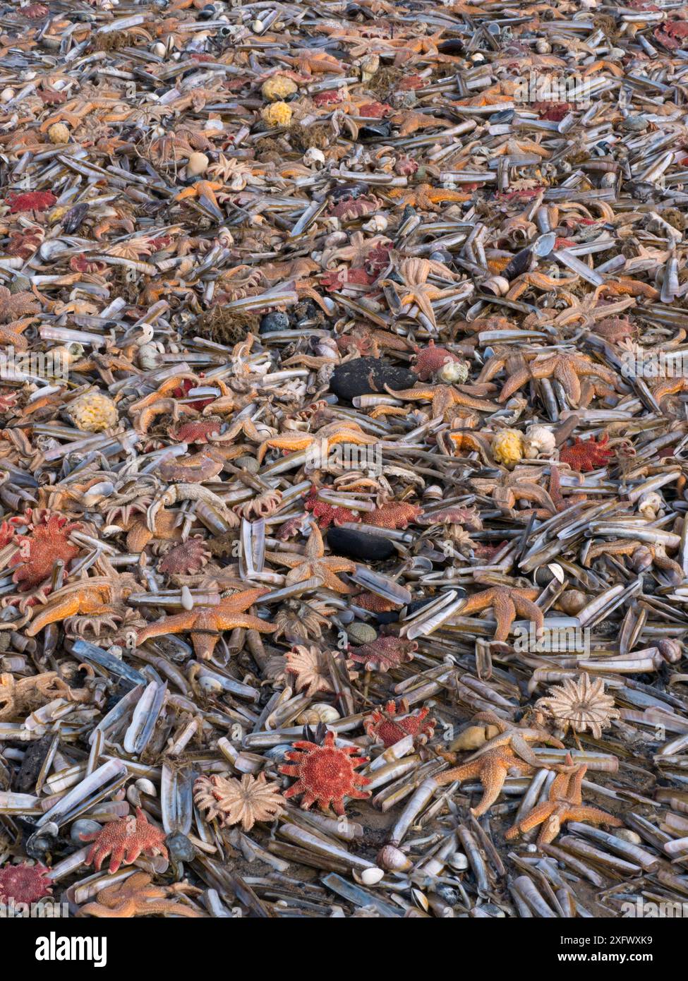 Large amounts of sea life including Common starfish (Asterias rubens ...