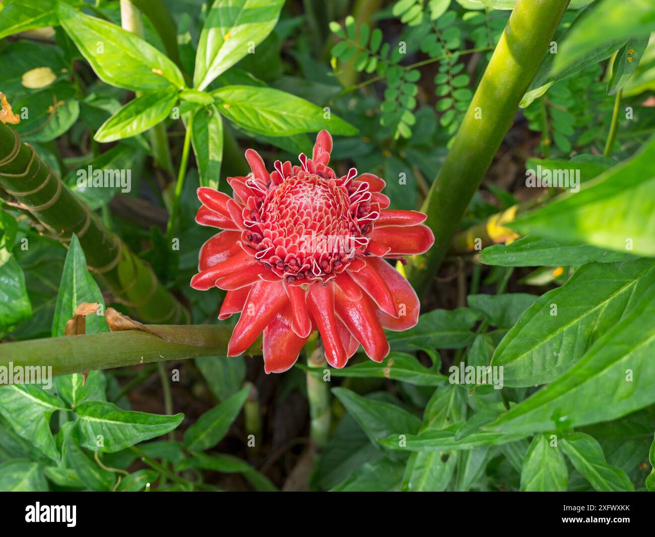 Torch ginger phaeomeria magnifica flower hi-res stock photography and ...
