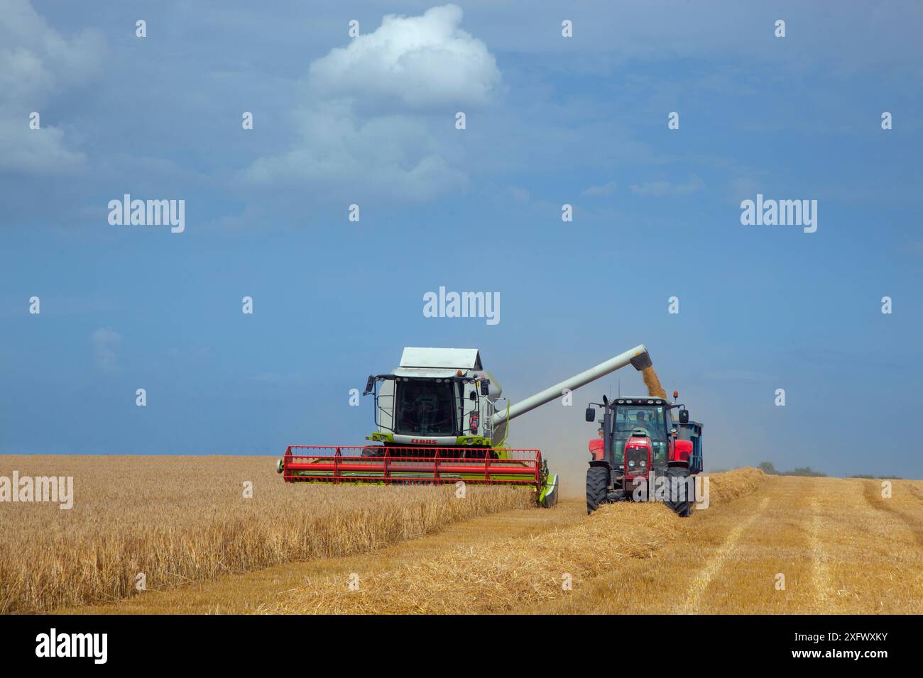 Wheat harvesting - grain transferring from combine harvester to trailer ...