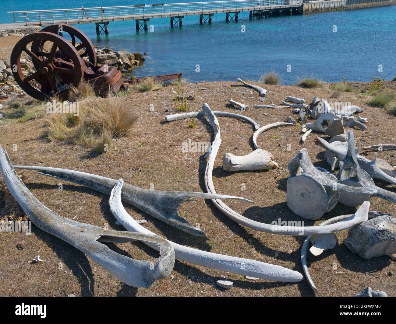 Whale bones at old whaling station, Maria Island, Tasmania, Australia ...