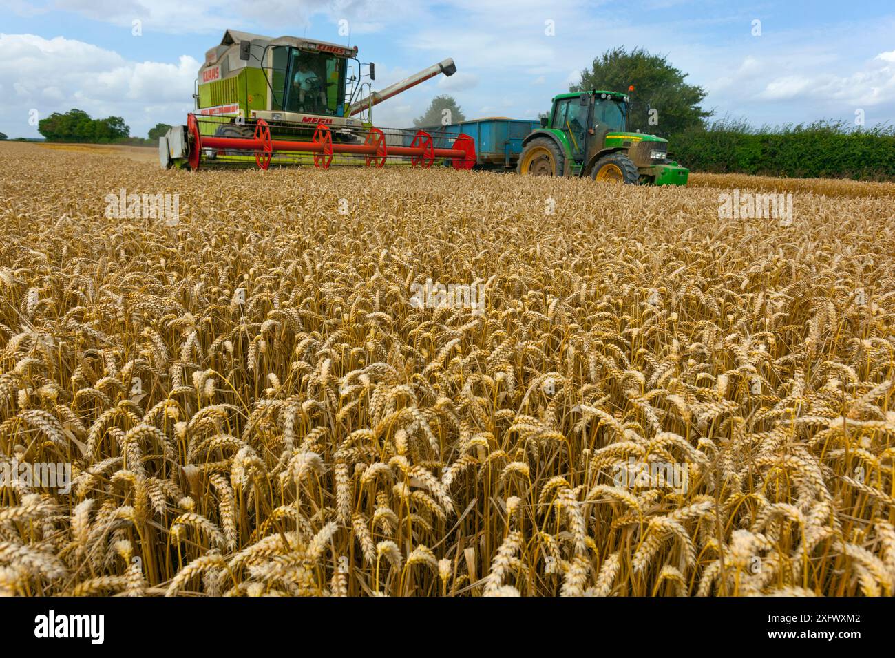 Wheat harvesting - grain transferring from combine harvester to trailer ...