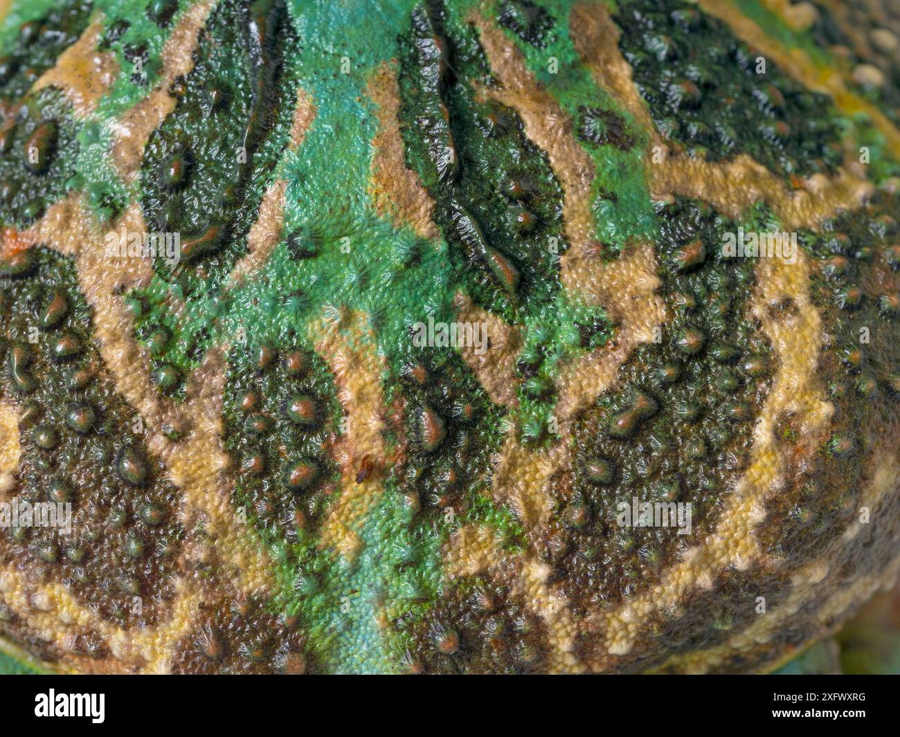 Frog skin pattern hi-res stock photography and images - Alamy