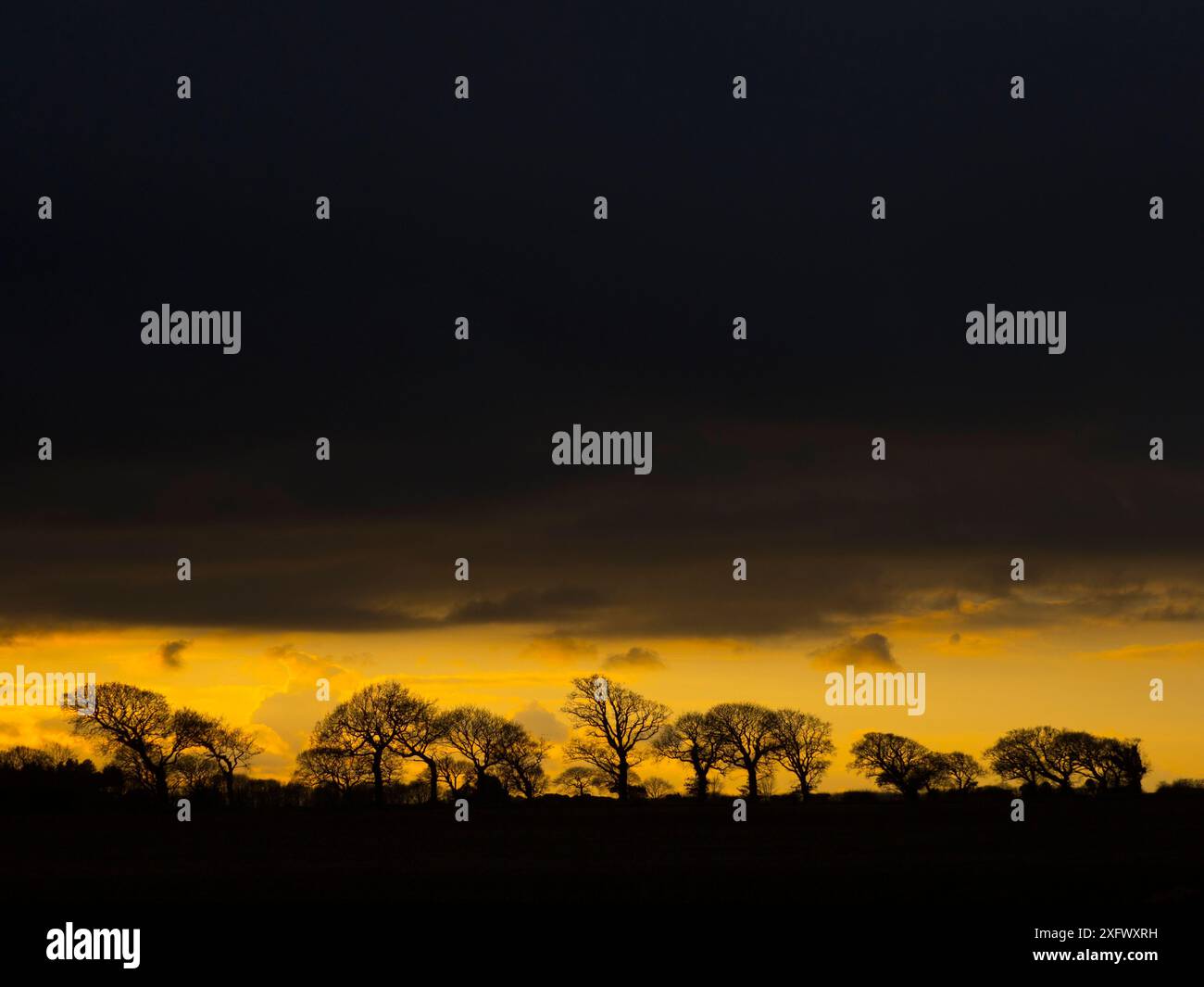 Dark winter arable farmland landscape with line of Oak trees (Quercus ...
