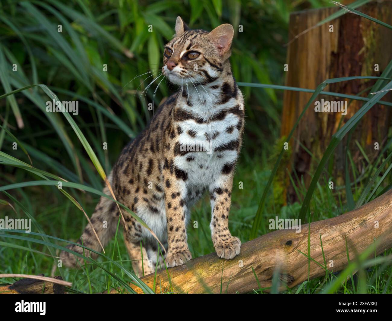 Asian leopard hi-res stock photography and images - Alamy