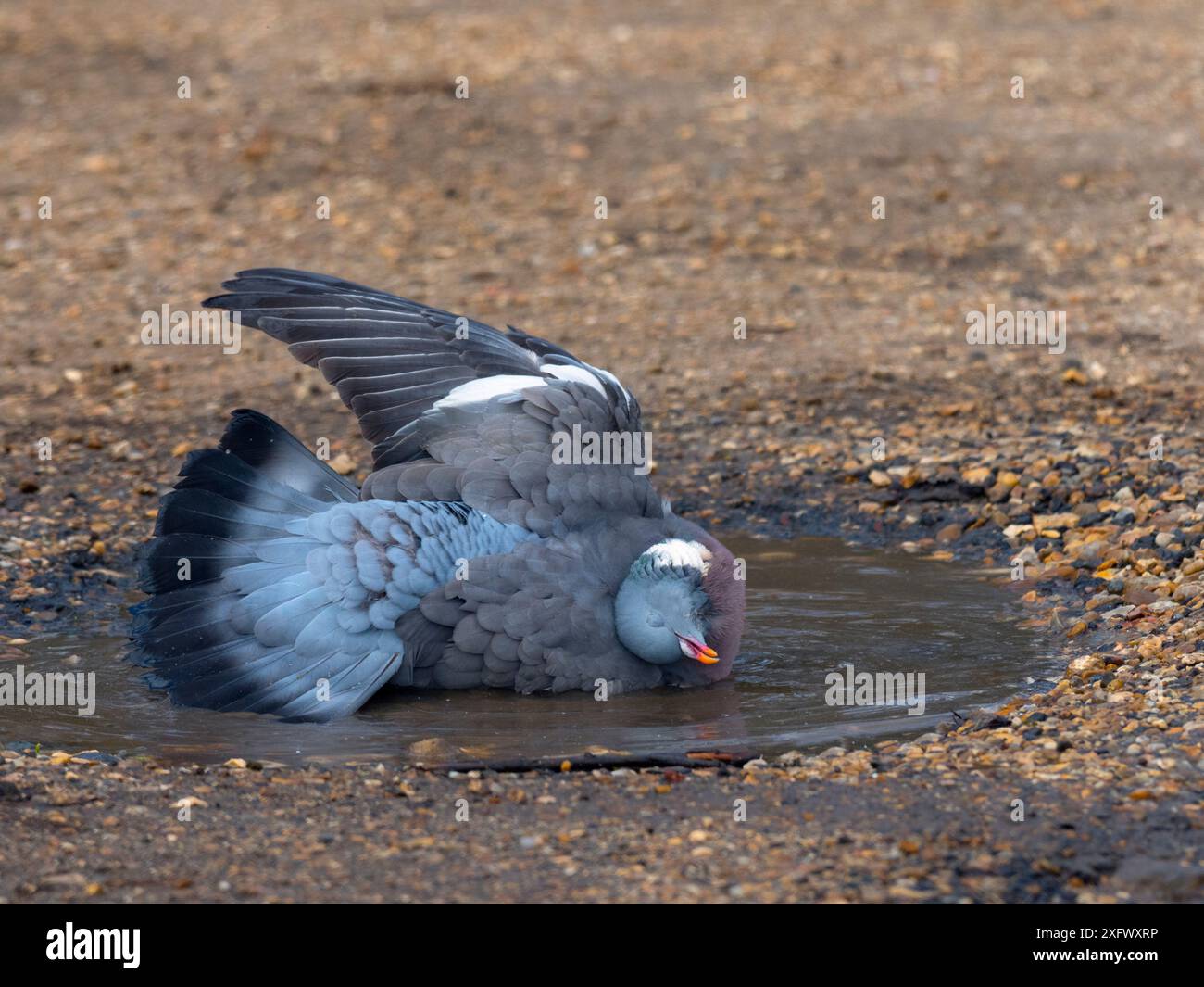 Dove bathing in puddle hi-res stock photography and images - Alamy