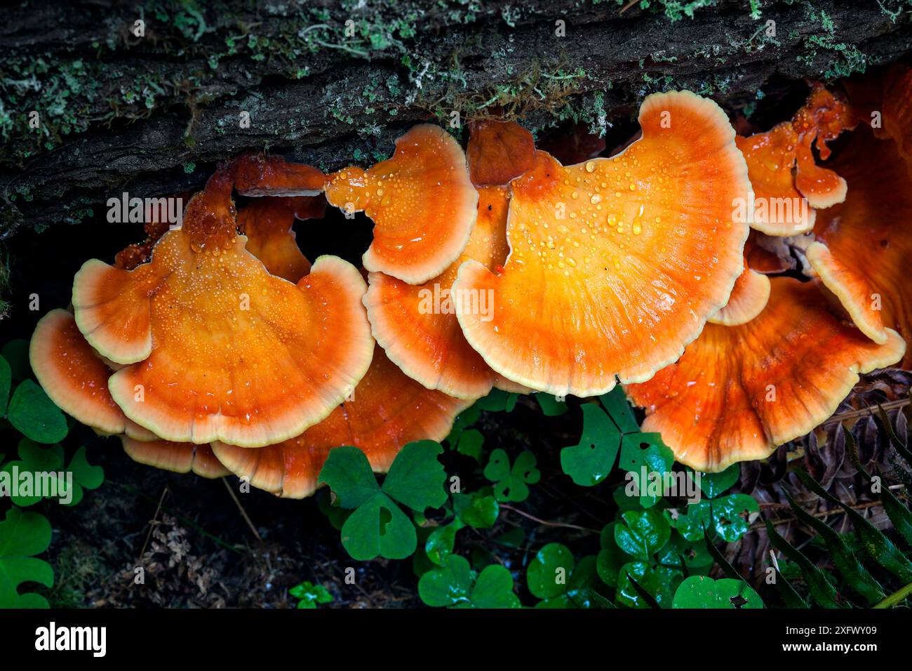 Chicken of the woods fungus (Laetiporus sulphureus) in Olympic National ...