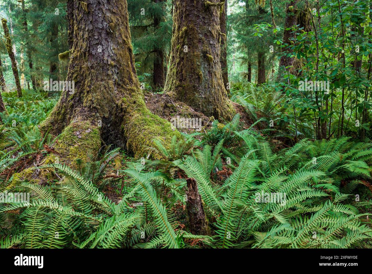 Queets rain forest hi-res stock photography and images - Alamy