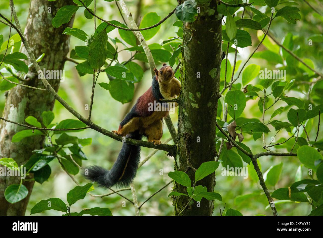 Indian giant squirrel (Ratufa indica) climbing tree, Tamil Nadu, India ...