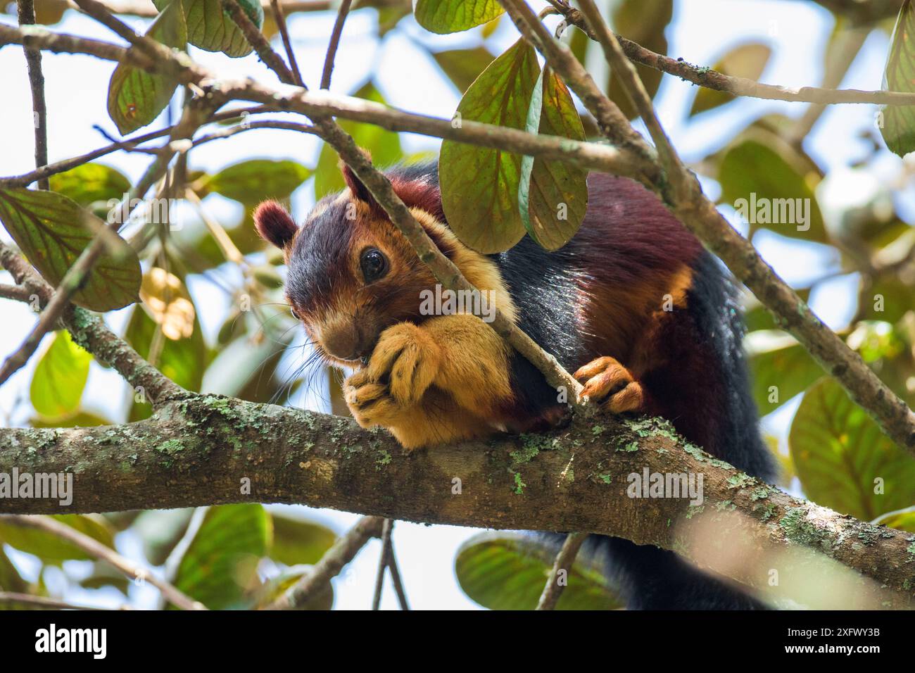 Indian giant squirrel (Ratufa indica) feeding on tree trunk, Tamil Nadu ...