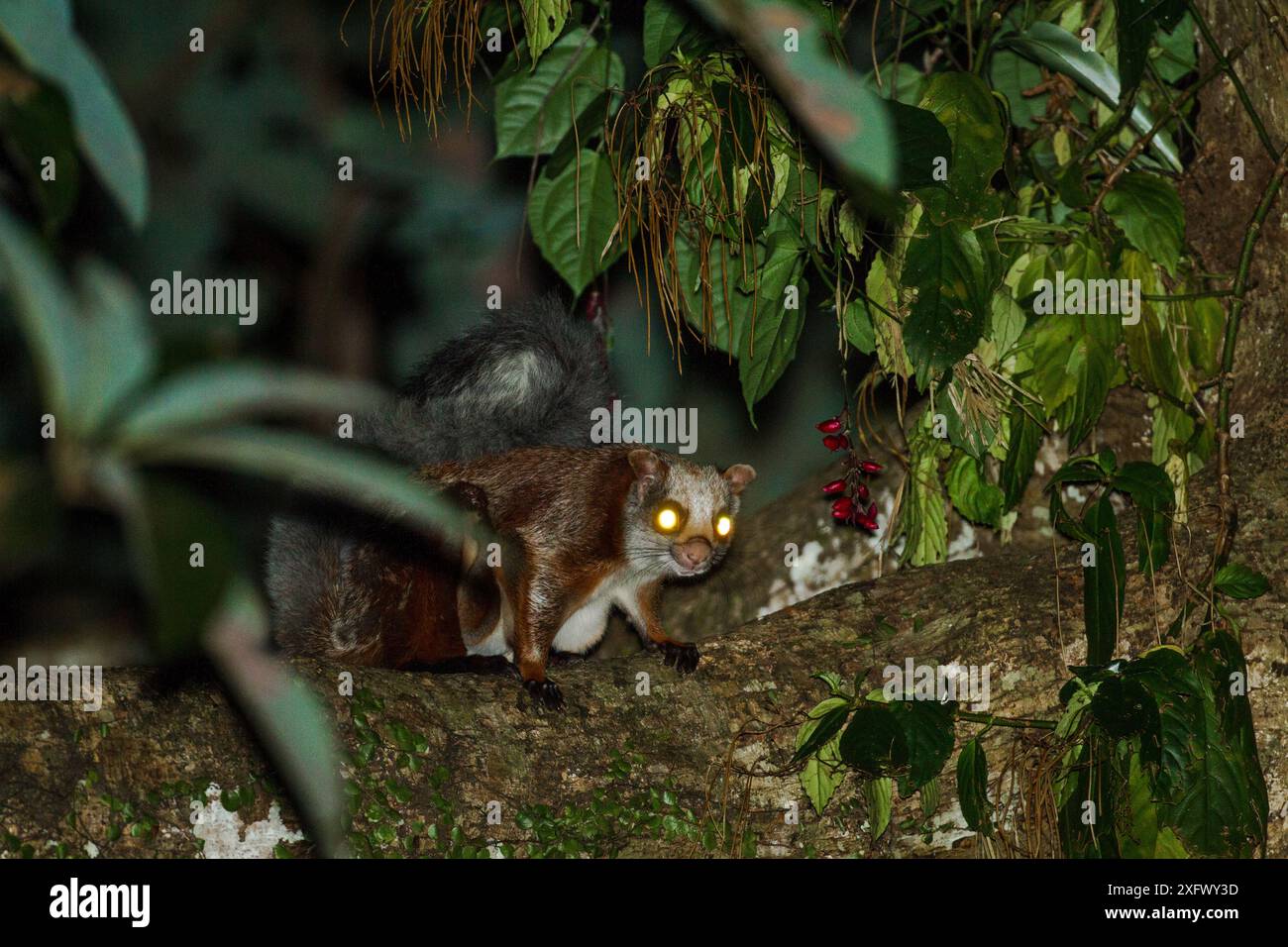 Red giant flying squirrel (Petaurista petaurista) at night with eye ...