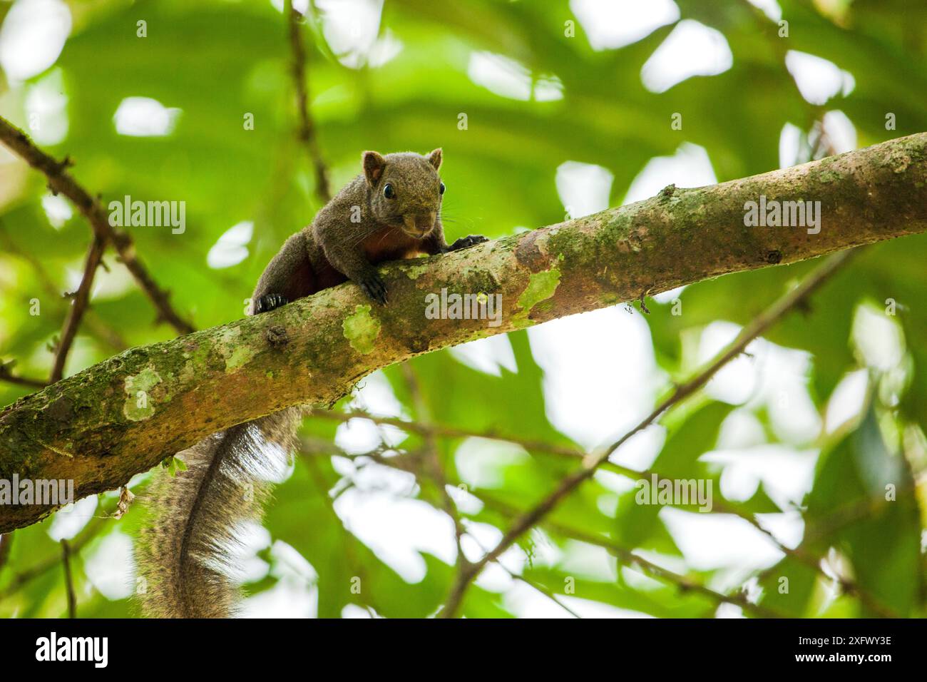 Orange bellied Himalayan squirrel (Dremomys lokriah) Pakke Tiger ...