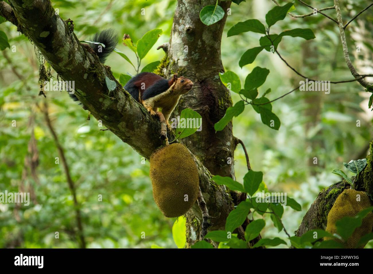 Indian giant squirrel (Ratufa indica) on tree with jack fruit, Tamil ...