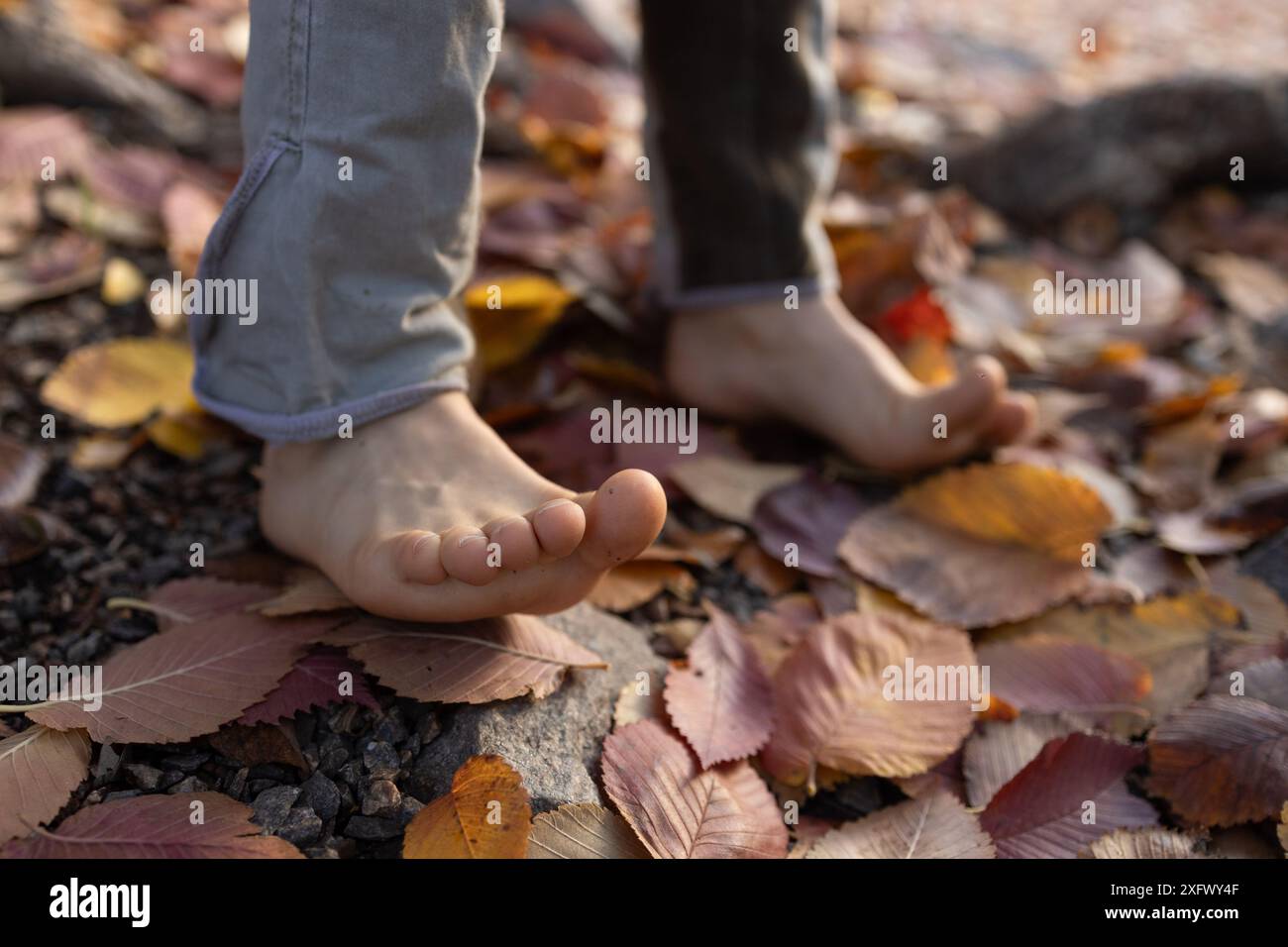 barefoot child walks through colorful fallen dry leaves in an autumn ...
