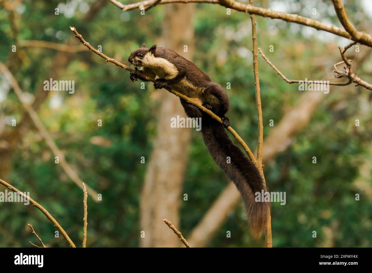 Black giant squirrel (Ratufa bicolor) Assam, India Stock Photo - Alamy
