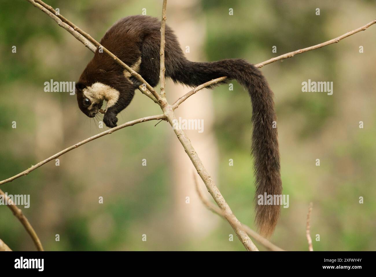 Black giant squirrel (Ratufa bicolor) Assam, India Stock Photo - Alamy