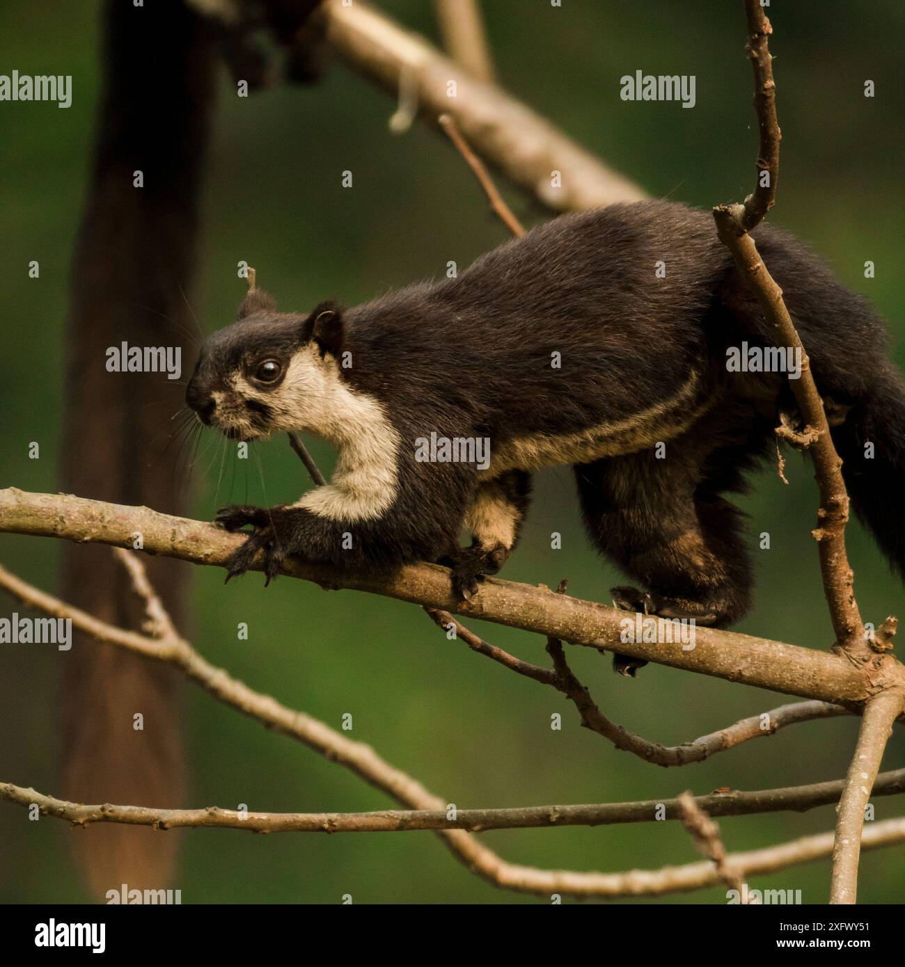 Black giant squirrel (Ratufa bicolor) Assam, India Stock Photo - Alamy
