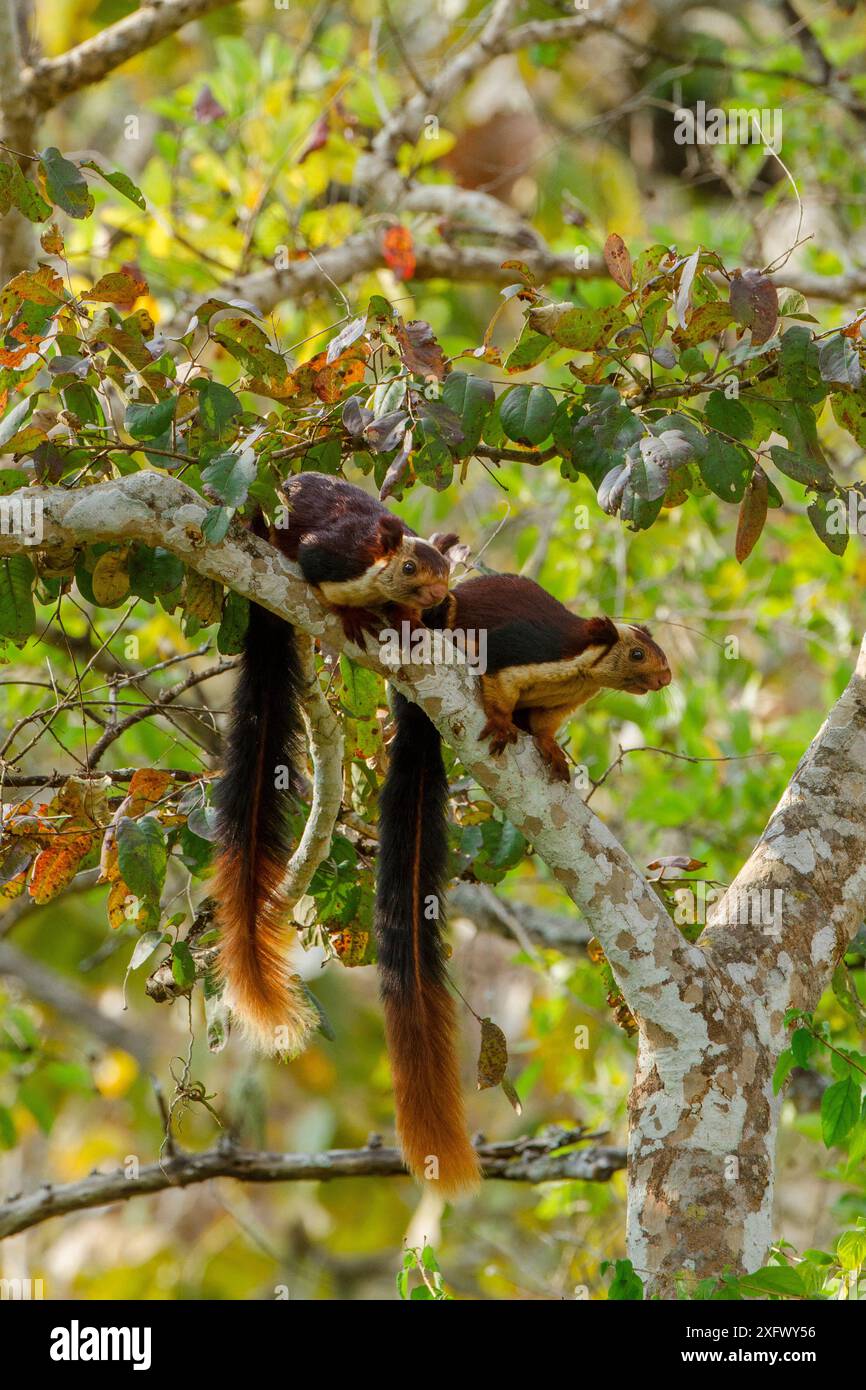Indian giant squirrel (Ratufa indica) pair, Karnataka, Western Ghats ...
