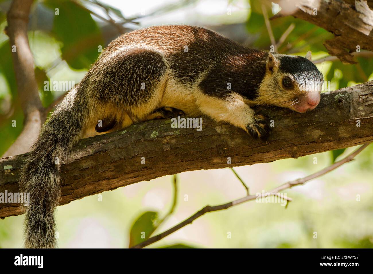 Grizzled giant squirrel (Ratufa macroura) Cauvery Wildlife Sanctuary ...