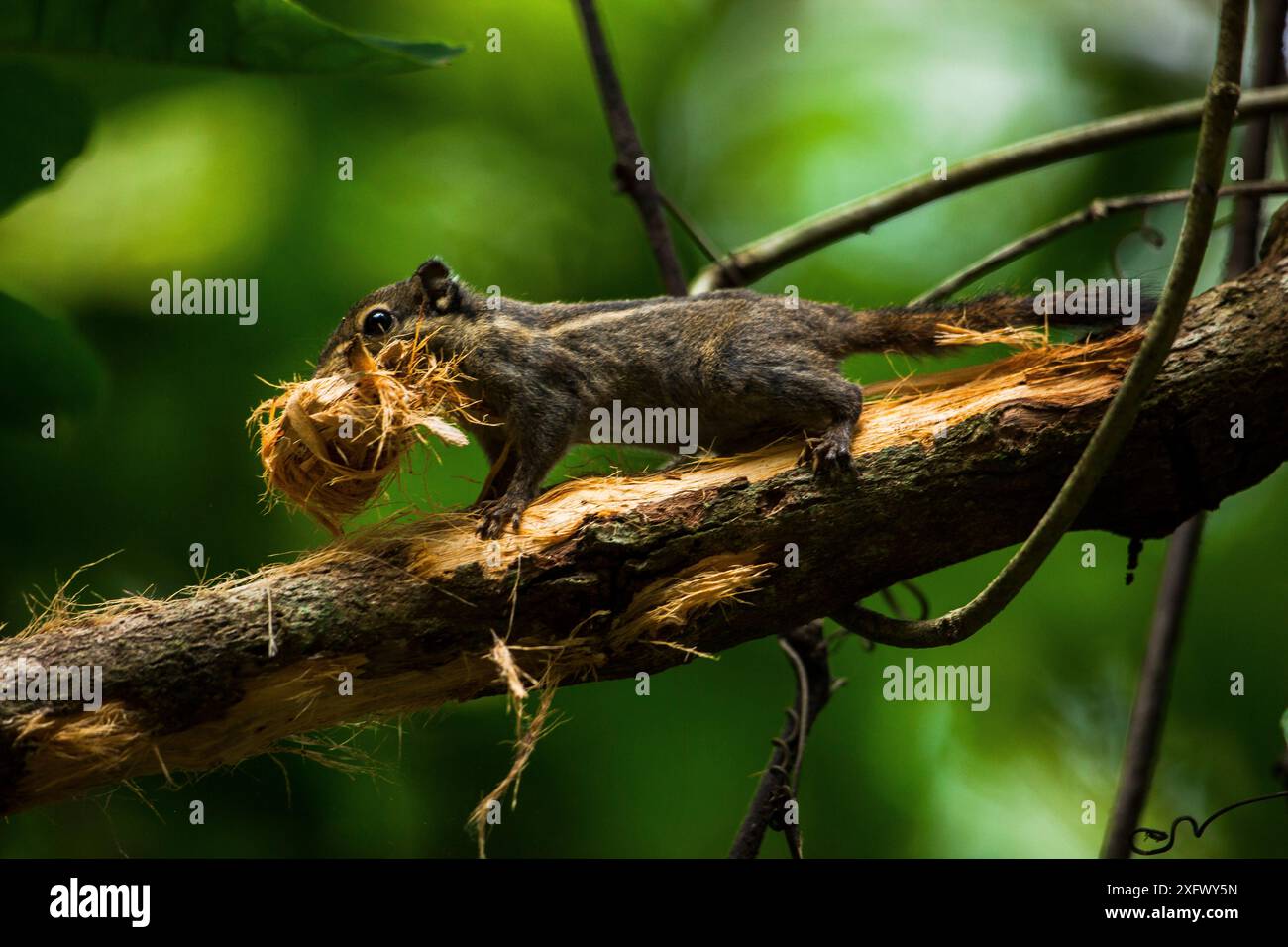 Three striped palm squirrel (Funambulus palmarum) carrying nesting ...