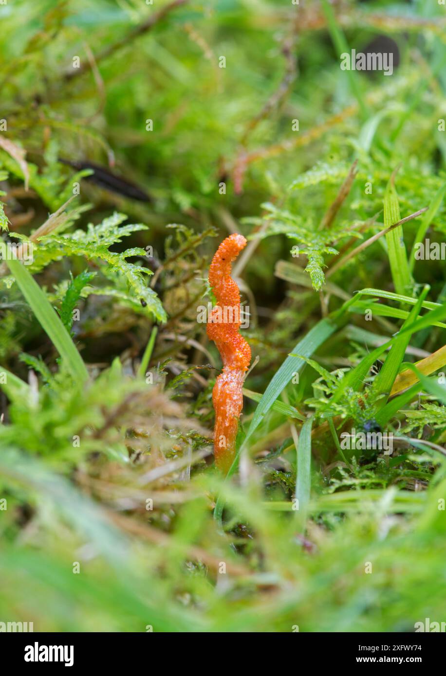 Scarlet caterpillarclub fungus (Cordyceps militaris / Ophiocordyceps ...