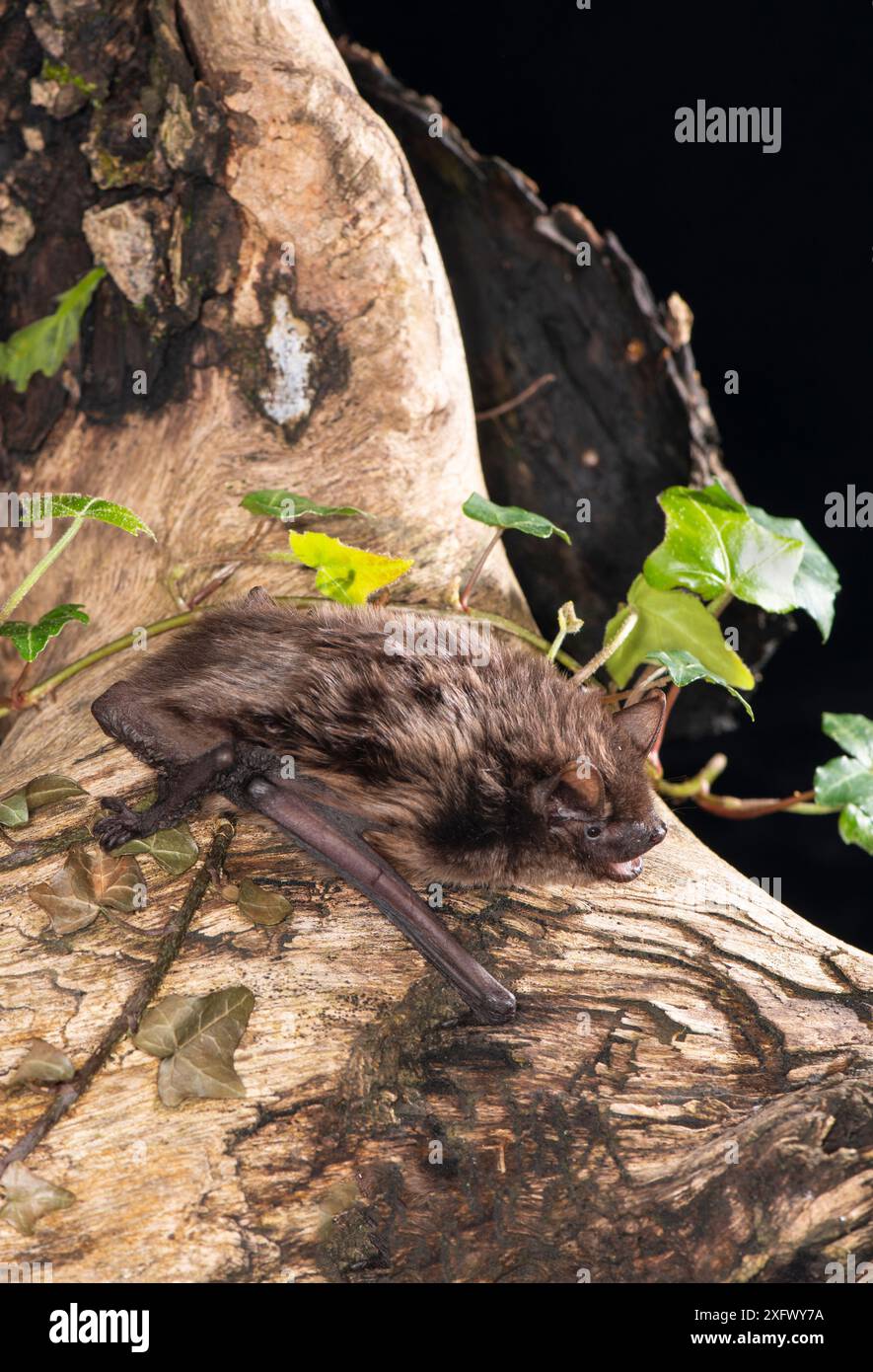 Bat tree uk hi-res stock photography and images - Alamy
