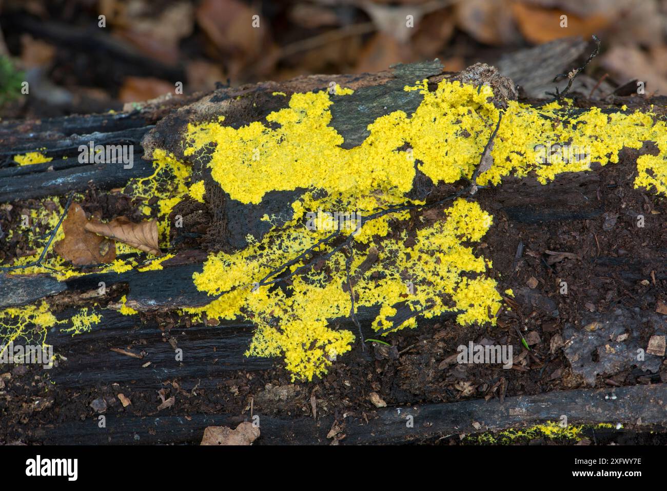 Dog vomit slime mould (Fuligo septica). Sussex, England, UK. October ...