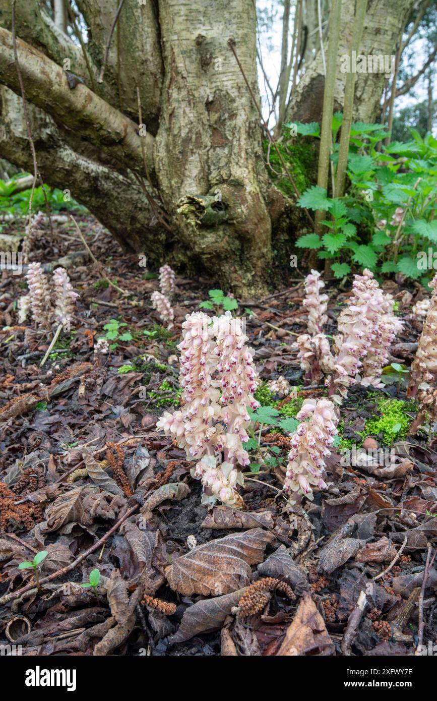 Toothwort (Lathraea squamaria), parasitic on hazel (Corylus avellana ...