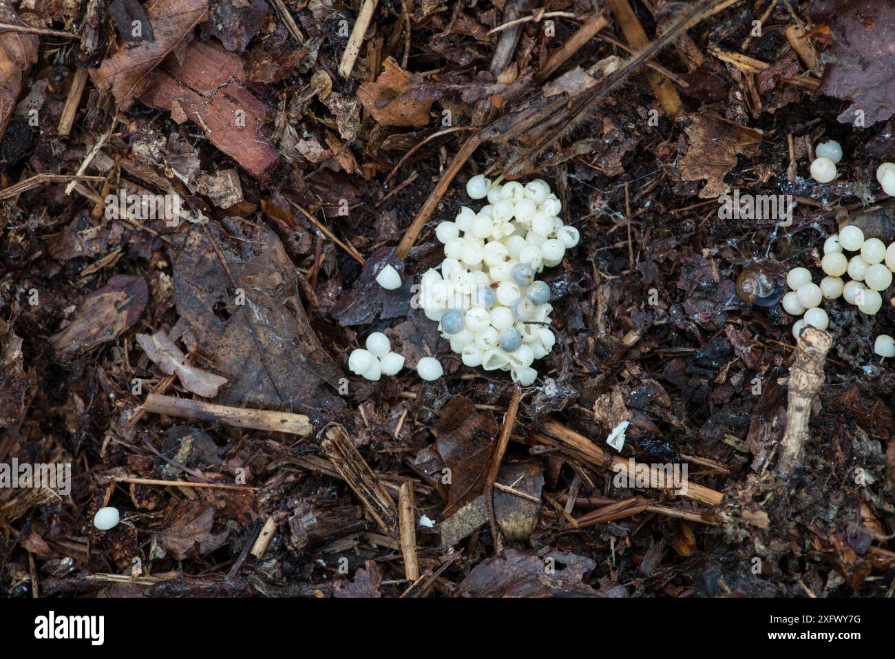 Slug (Arion sp.) egg cluster. Surrey, England, UK. November Stock Photo ...