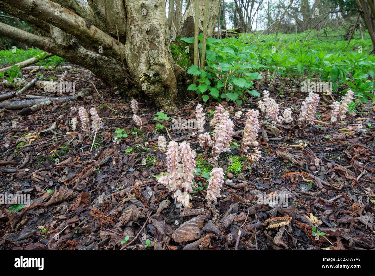 Toothwort (Lathraea squamaria), parasitic on hazel (Corylus avellana ...