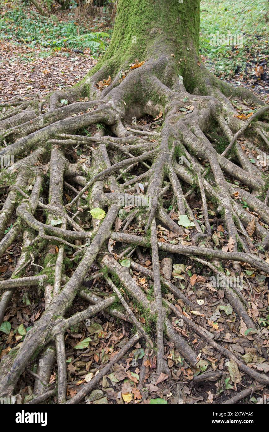 Oak (Quercus robur) tree, exposed roots. Surrey, England, UK. October ...