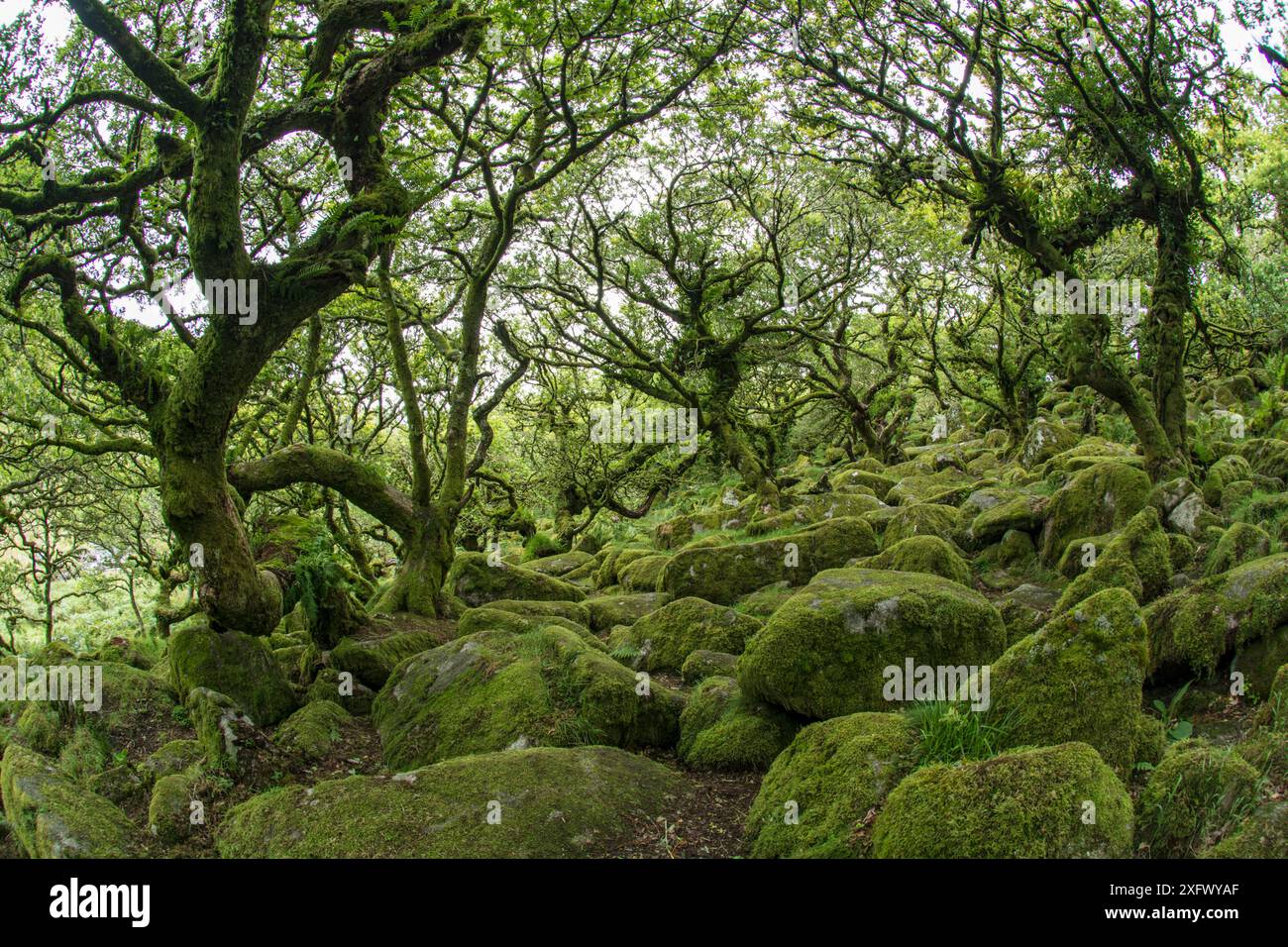 Wistman's Wood, ancient upland oak woodland on Dartmoor, Devon, England ...