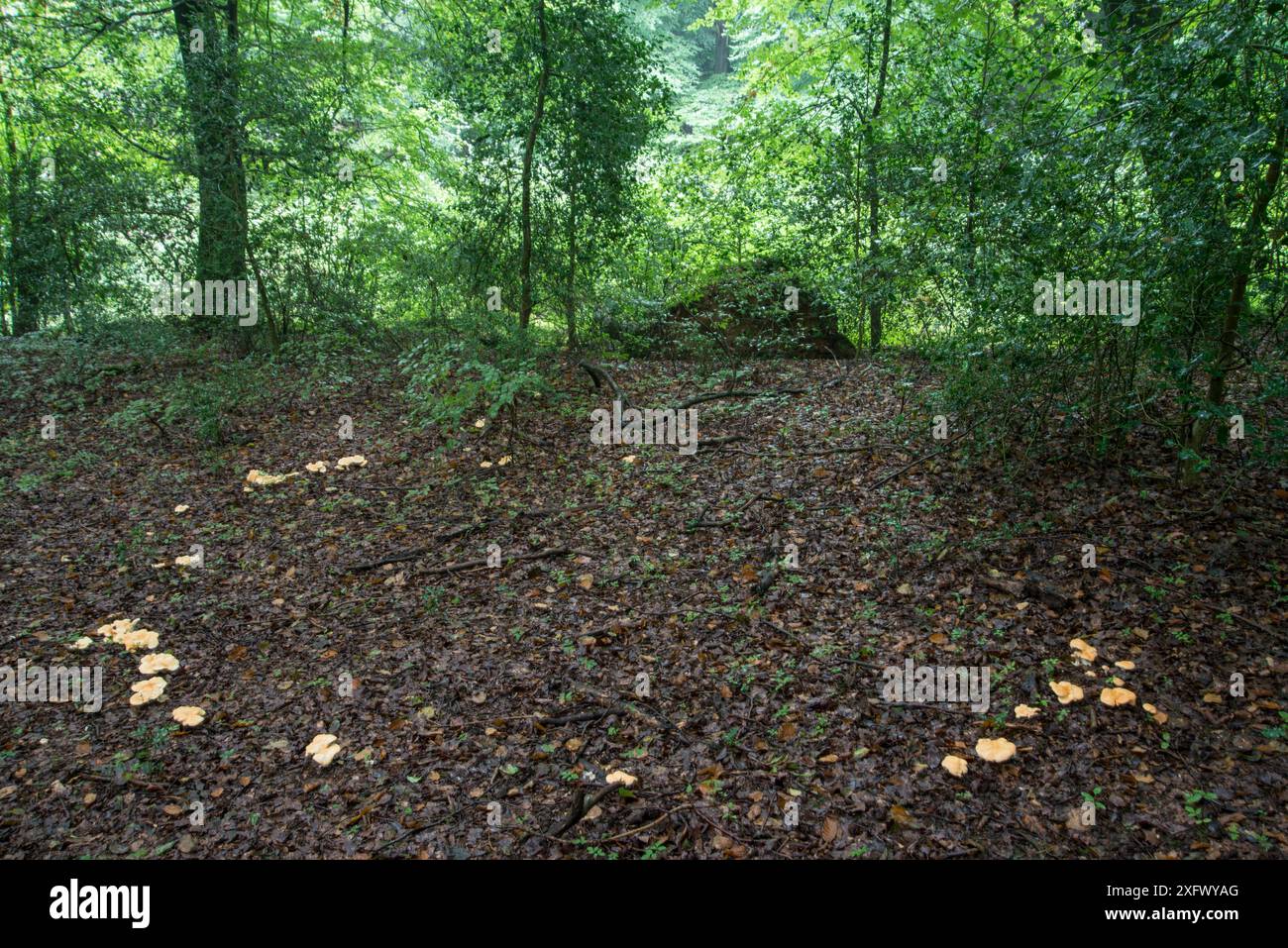 Wood hedgehog fungus (Hydnum repandum) ring in deciduous woodland ...