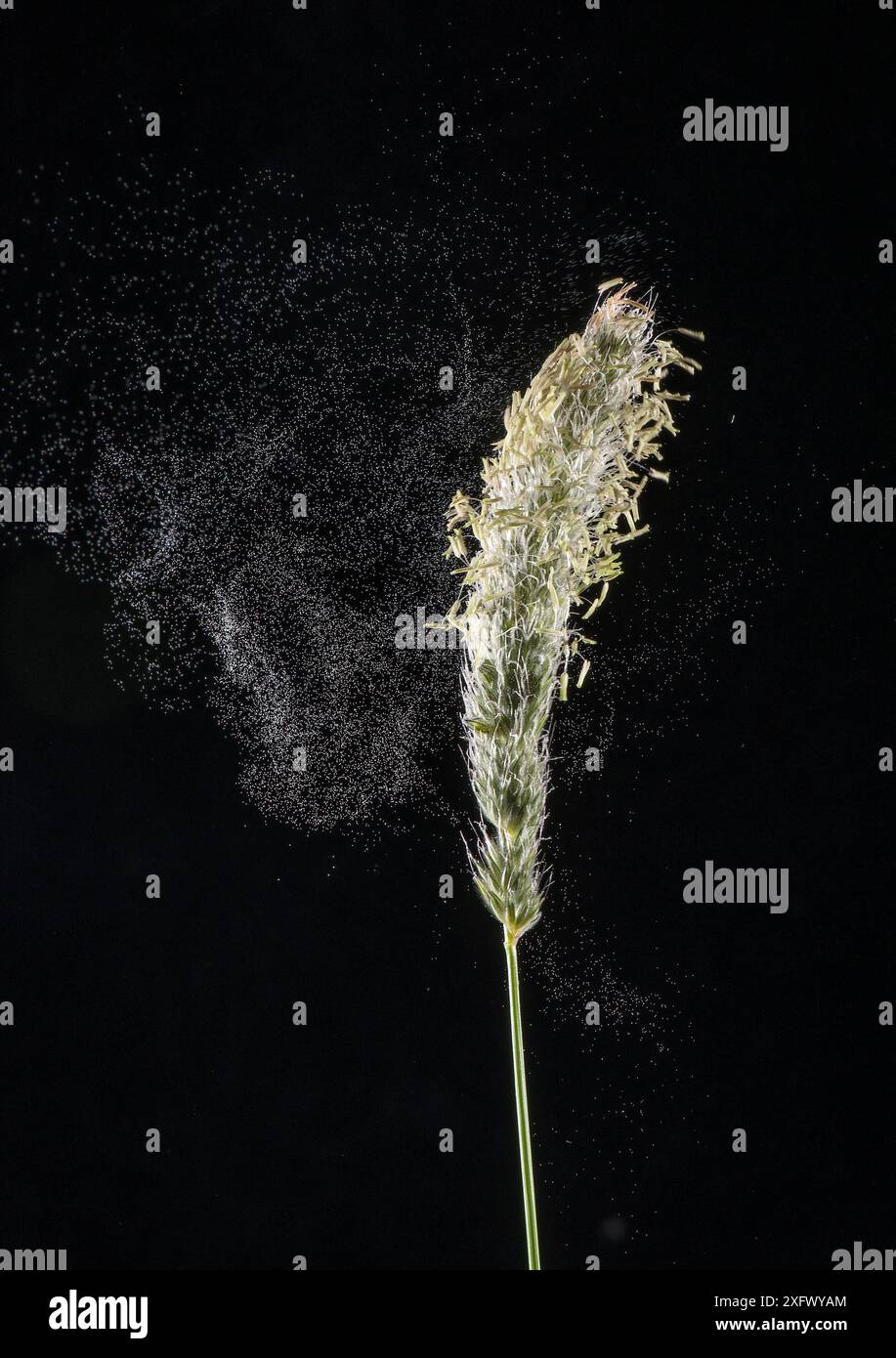 Cat's-tail grass (Phleum sp.) dispersing pollen. Surrey, England, UK ...