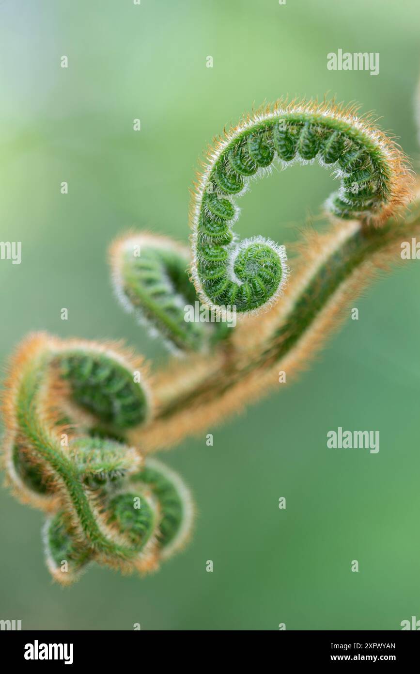 Fern curls unfurling hi-res stock photography and images - Alamy