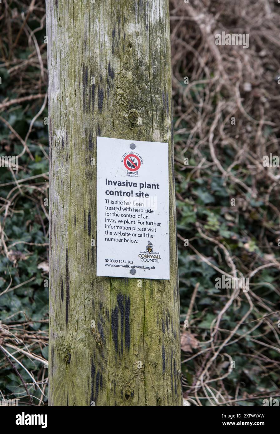 Japanese knotweed (Fallopia japonica) sign indicating control by ...