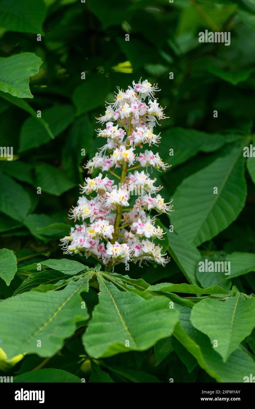 Horse chestnut (Aesculus hippocastanum) flowers. Surrey, England, UK ...