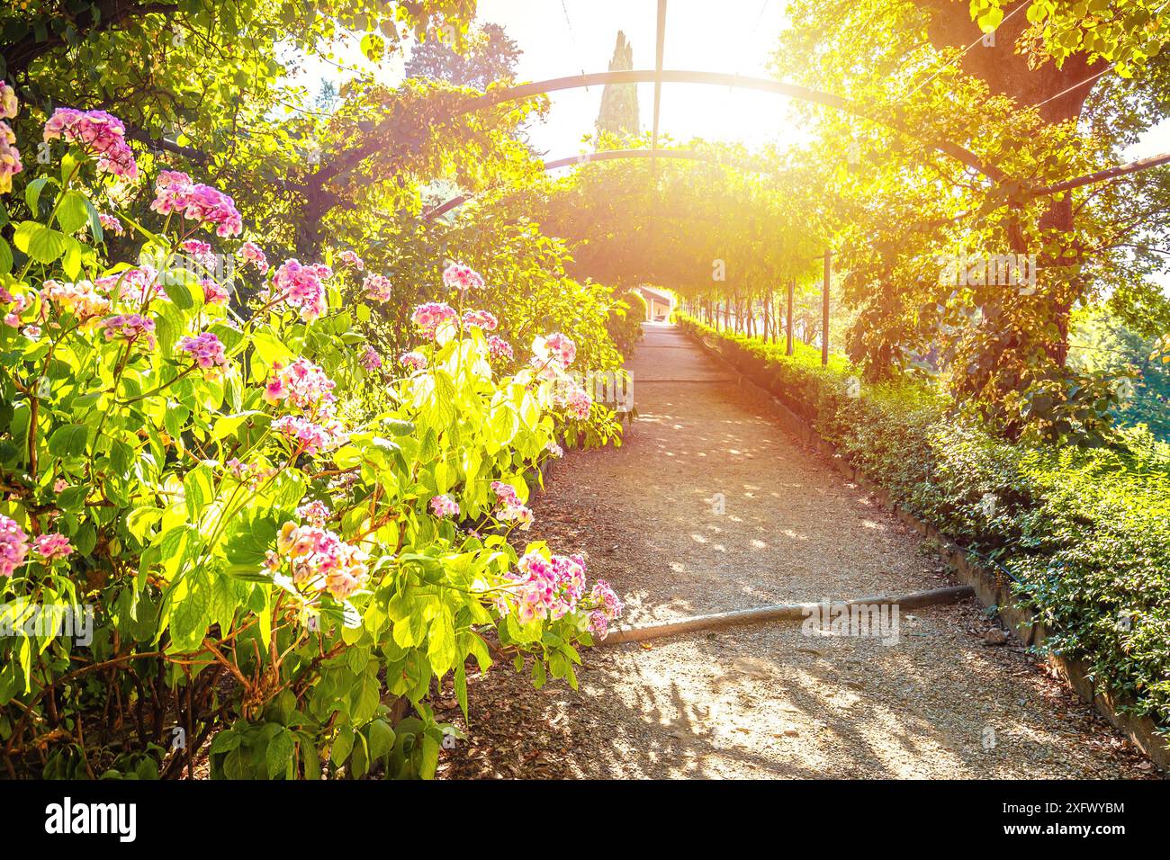 Florence italian garden green tunnel walkway at sun haze, Tuscany ...
