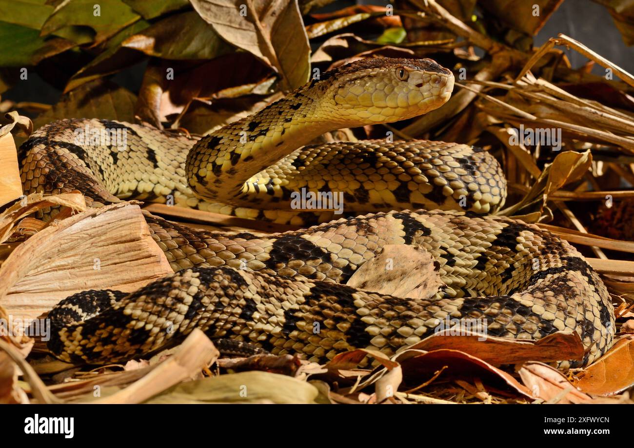 Fer-de-lance (Bothrops lanceolatus) captive, endemic to Martinique ...