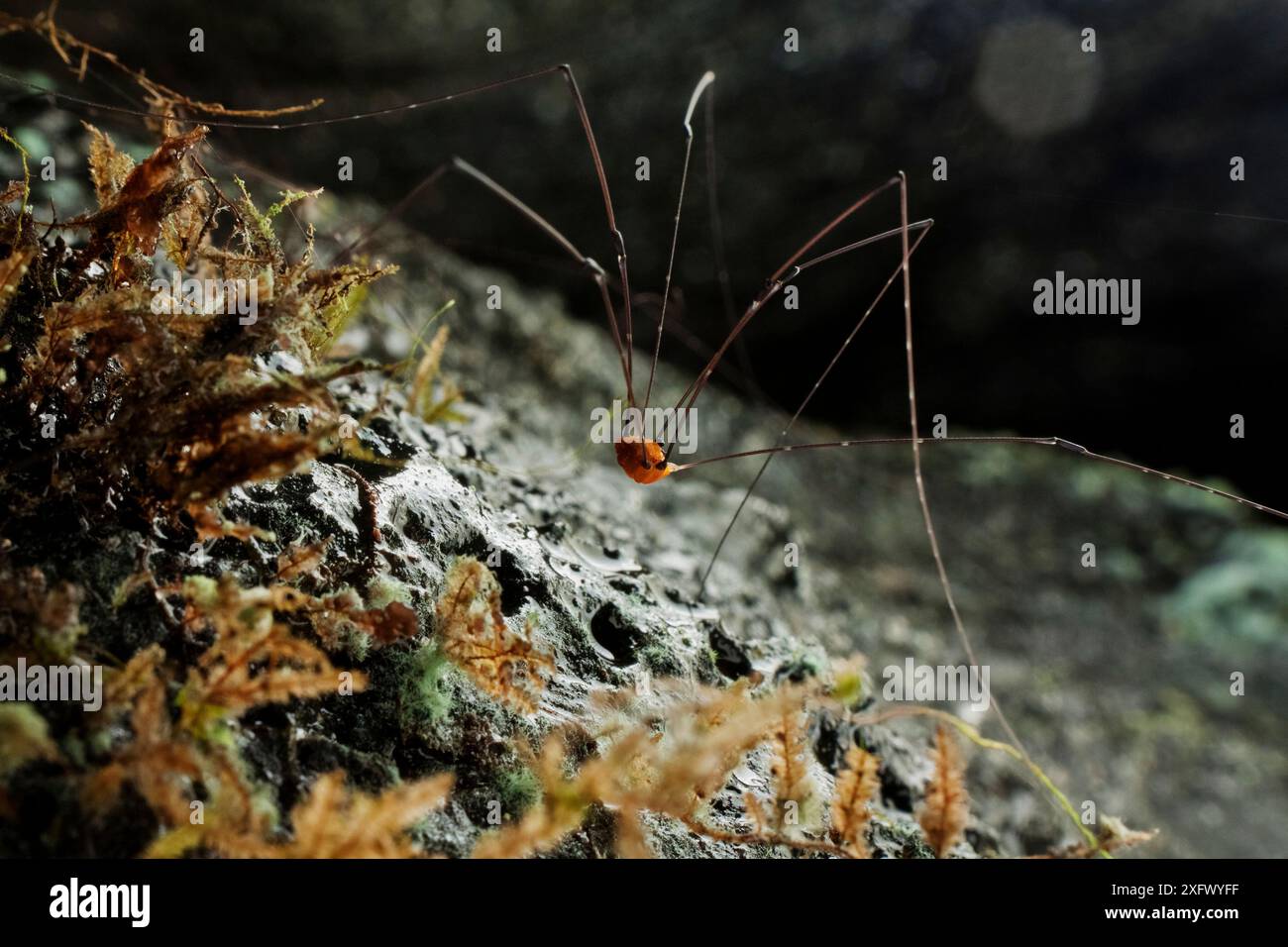 Harvestman (Opiliones sp), Intervales State Park, Sao Paulo, Atlantic ...