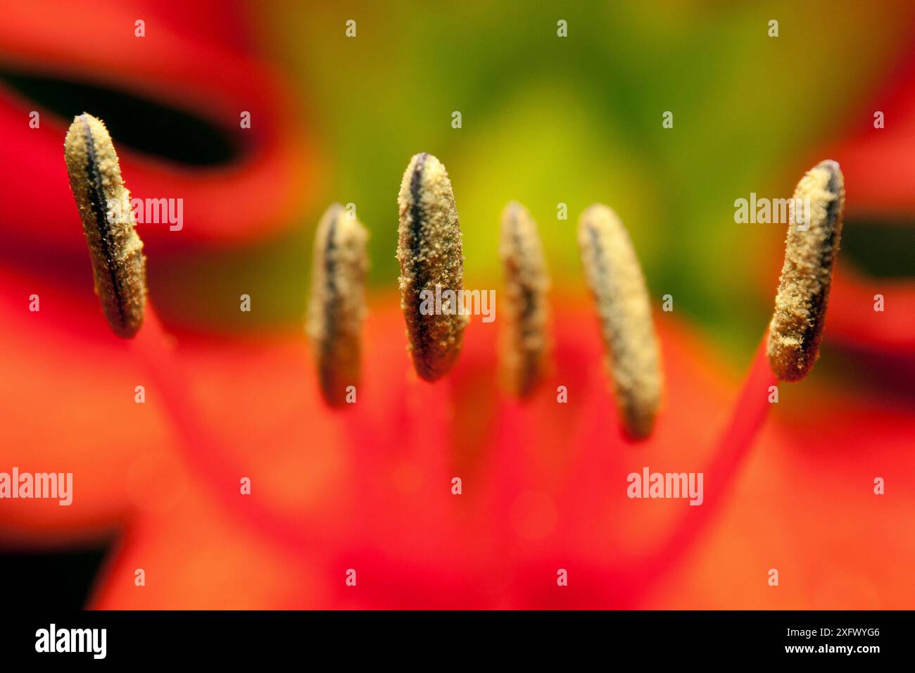 Amaryllis hippeastrum sp stamens hi-res stock photography and images ...
